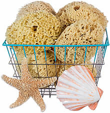 SeaSationals > Learn everything about Sea Sponges before you Buy