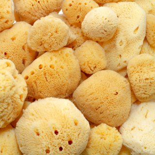 SeaSationals > Learn everything about Sea Sponges before you Buy