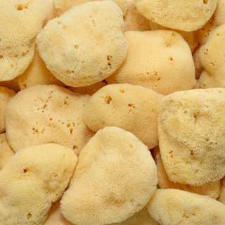 SeaSationals > Learn everything about Sea Sponges before you Buy
