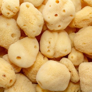SeaSationals > Learn everything about Sea Sponges before you Buy